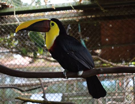 Swainsons Toucan Tropical Rainforest Toucan Toco Toucan Habitat In