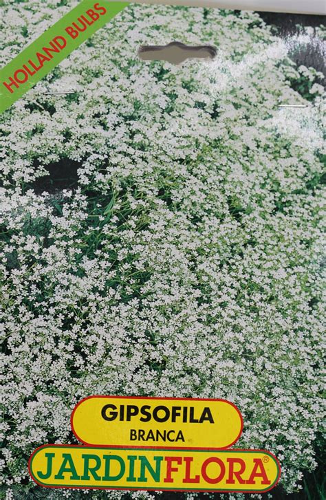Bolbo Gipsófila Branco Rosa Saqueta Horto Girassol