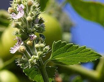 Unique Catnip Seeds Related Items Etsy