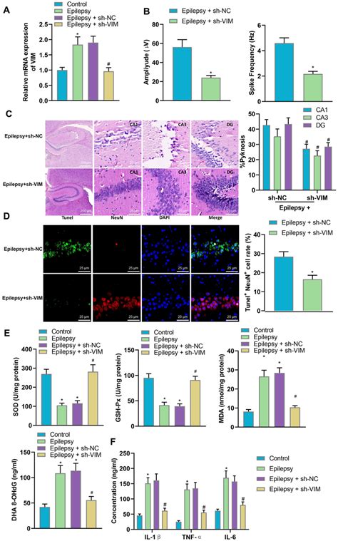 Vim Silencing Suppresses Inflammatory Response And Neuron Apoptosis In