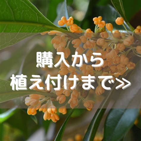 キンモクセイの育て方と管理のコツを初心者にもわかりやすく解説 みゆ庭