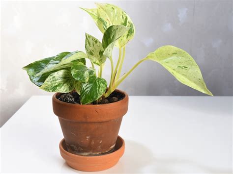 Where Do Pothos Grow In The Wild Unraveling Their Natural Habitat