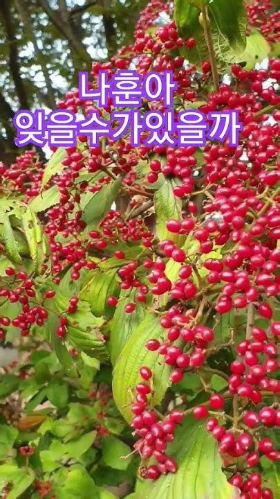 빨갛게 익은 가막살나무열매 너무 아름다워요 Youtube