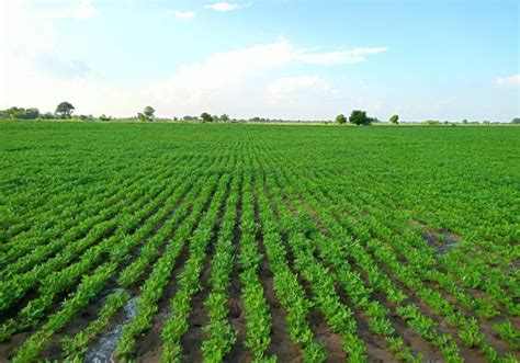 ရွှေဘိုခရိုင်အတွင်း မိုးသီးနှံများ အောင်မြင်ဖြစ်ထွန်းလျက်ရှိ Information And Public Relations