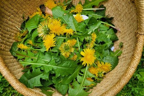 7 Tasty Dandelion Greens Recipes Youll Be Desperate To Try