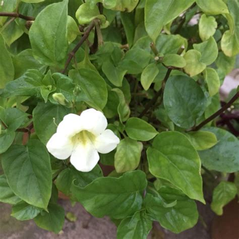 ကျန်းမာရေး ပန်းခင်း Added A New Photo ကျန်းမာရေး ပန်းခင်း