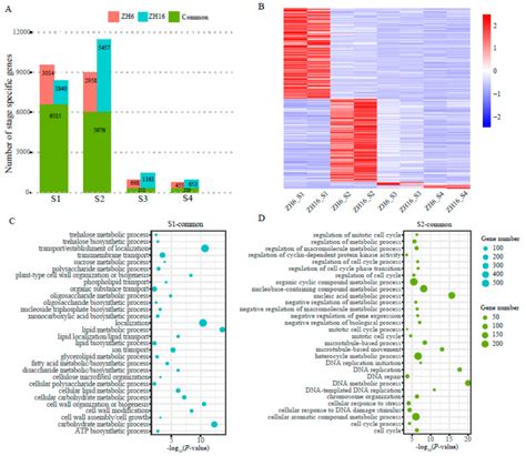 Global Transcriptome And Co Expression Network Analyses Revealed Hub