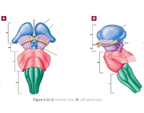 Diencephalon And Structures Quiz