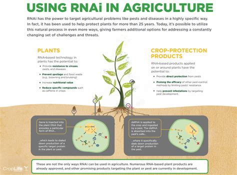 Rna Is Used To Control Pests On Which Plant