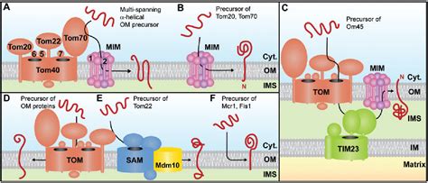 Figure 1 From Biogenesis Of Mitochondrial Outer Membrane Proteins