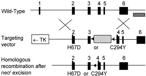 Contribution Of The H63d Mutation In Hfe To Murine Hereditary Hemochromatosis Pnas