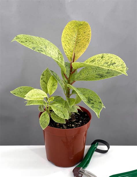 Ficus Shivereana Houseplant Always Affordable At Plant Proper