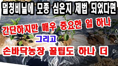 멀칭비닐에 모종 심은지 제법 되었다면 간단하지만 매우 중요한 일 하나 그리고 손바닥농장 꿀팁도 또 하나 소개합니다멀칭비닐 깔기 모종 정식하기 모종정식한 후 할