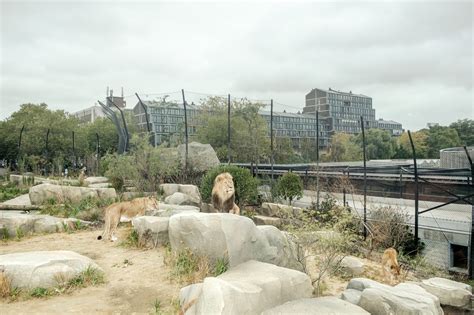 De Leeuwen In Artis Hebben Eindelijk Ruimte Klauterbomen én Verwarmde Rotsen Om Op Te Dutten