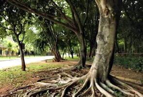 Tree Root Management In Urban Areas Citygreen