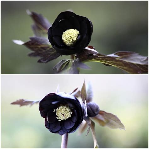 ローブリッター様専用 クリスマスローズ 小苗 Ddシャノワール×ddシャノワール メルカリ