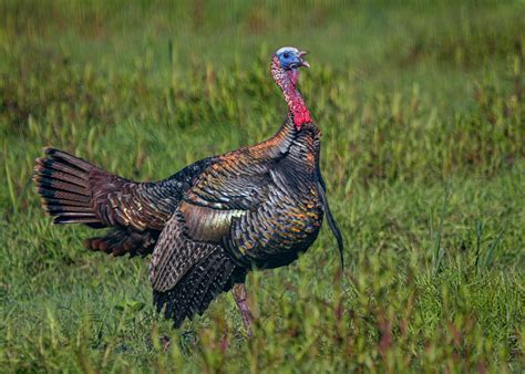 Wild Turkeys Flying
