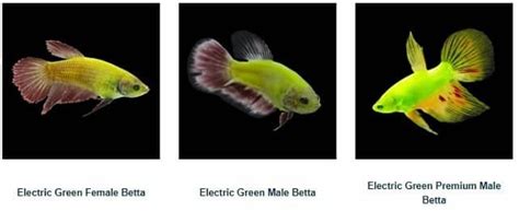 Fluorescent Fish Types Breeding And Care
