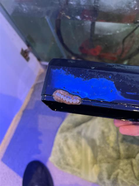 Found This Guy In My Sump Not Sure What It Is Should I Put It In My Display Keep It In The