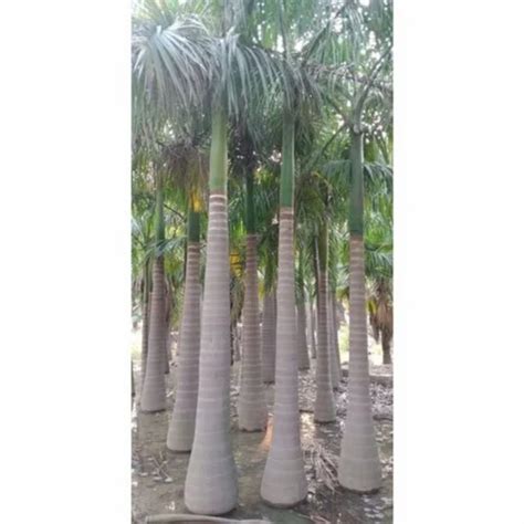 Green Coco Palm Tree At Rs 100 Piece In Beed ID 2850549850862