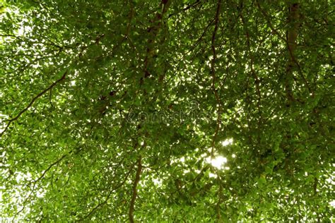 Texture Of Tree Branch And Green Leaves In Sunset Light Stock Photo Image Of Concept Nature
