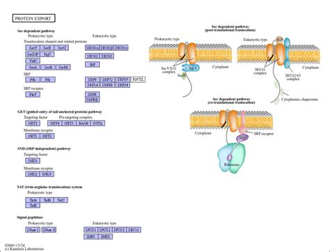 Kegg Pathway Protein Export