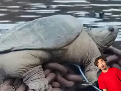‘chonkosaurus A 100lbs Snapping Turtle Spotted On The Chicago River