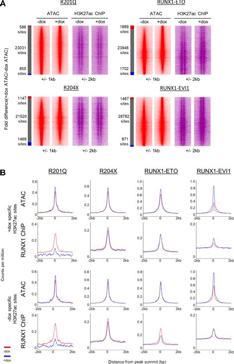 Different Mutant Runx1 Oncoproteins Program Alternate Haematopoietic Differentiation