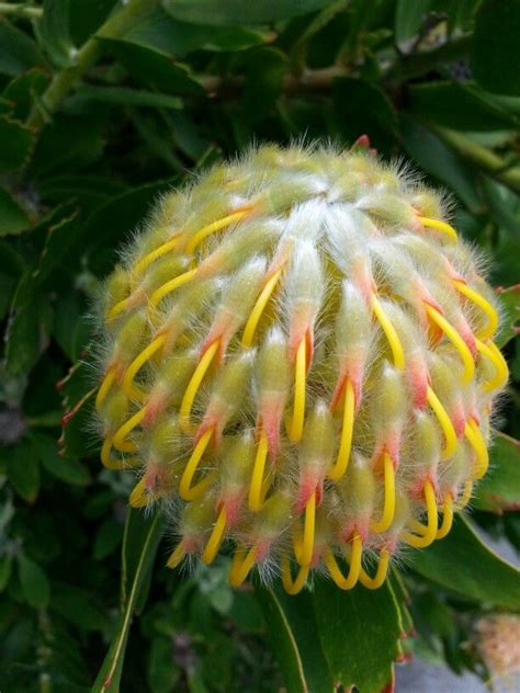 Protea Flower Close Up By Sharon L Grace
