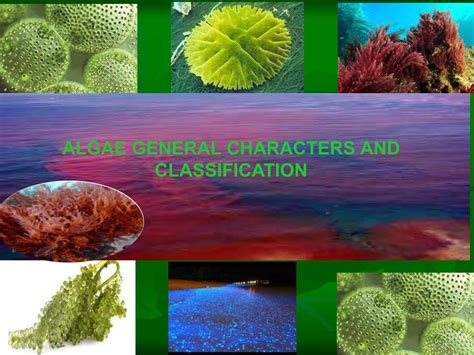 Algae General Characters And Classification Pptx