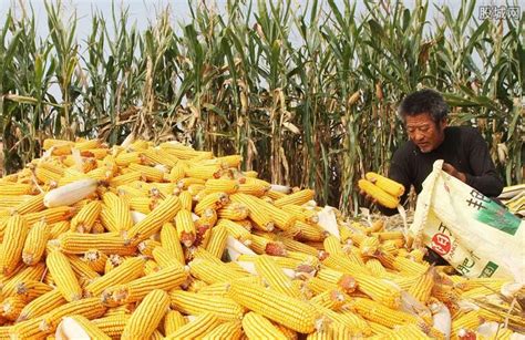 八个月时间玉米价格经历了一个轮回 主要有两个方面 股城热点