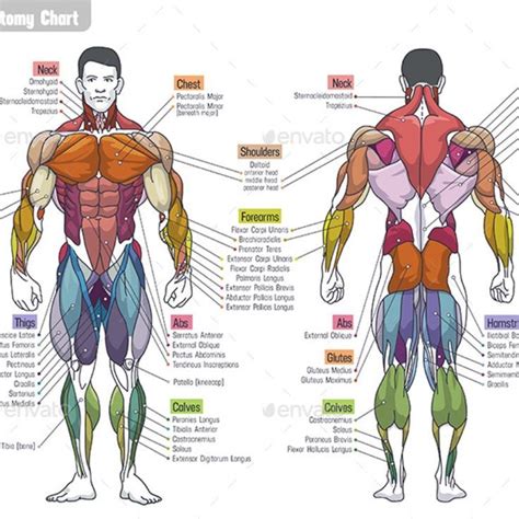Muscle Anatomy Сhart Muscle Anatomy Body Muscle Anatomy Muscle