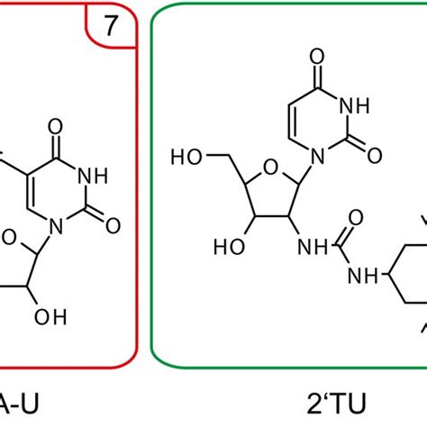 14 Mer Rna Tetraloop With The Spin Labels And Spin Labelling Positions
