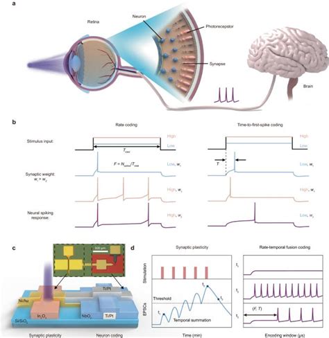 An Artificial Visual Neuron With Multiplexed Rate And Time To First Spike… Stevie Ray Allen