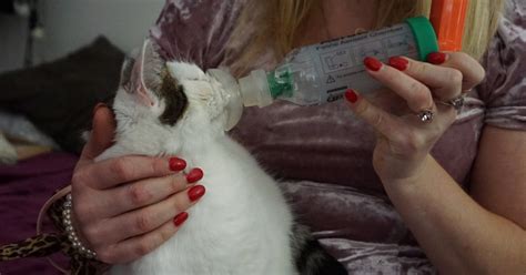Rescue Cat That Needs An Inhaler For Her Asthma Finds A Forever Home Metro News