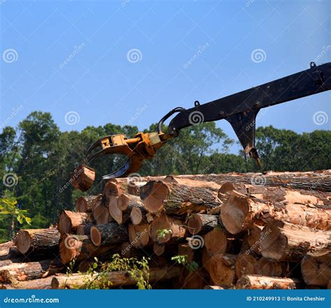 Cutting Timber In Rural Area Stock Image Image Of Forest Trees