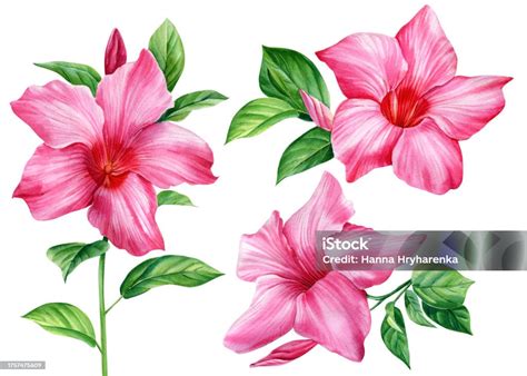 핑크 열 대 꽃 히비스커스 수채화 그림 손으로 그린 고립 된 흰색 배경에 이국적인 꽃 수채화 그림 꽃 식물 그림 0명에 대한 스톡 벡터 아트 및 기타 이미지 Istock