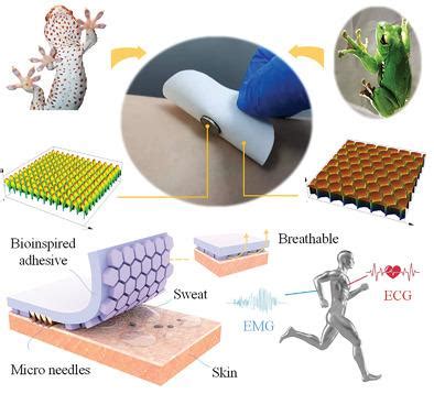 生物电信号监测电极的仿生设计与性能 Advanced Materials Interfaces X MOL