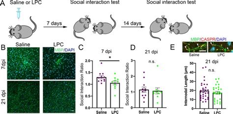 Region Specific Myelin Differences Define Behavioral Consequences Of Chronic Social Defeat