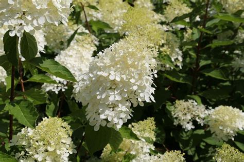 Hydrangeas For Shade Hydrangea Shade Hydrangea Varieties Hydrangea