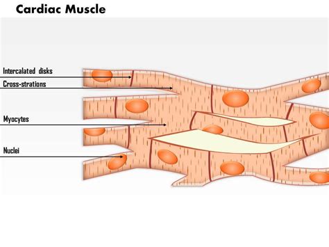 Cardiac Muscle Medical Images For Powerpoint Powerpoint Presentation Images Templates