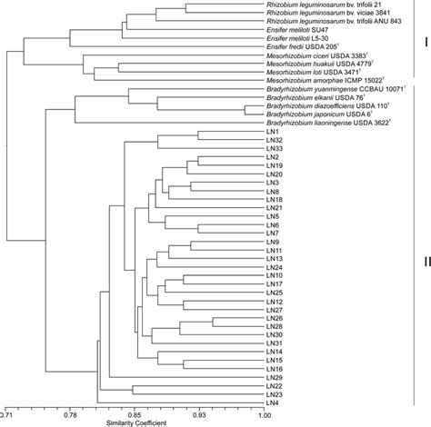 Upgma Dendrogram Showing Phenotypic Relationships Among 33 Lembotropis