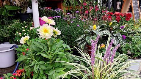 청도군 농협옆 아름다운 꽃집 가을꽃 구경하세요 국화아스타다알리아샤프란아메리칸블루덴드롱크로산드라익소라장미베고니아긴꾸따루피고치나사랑초안쉬리움바늘꽃