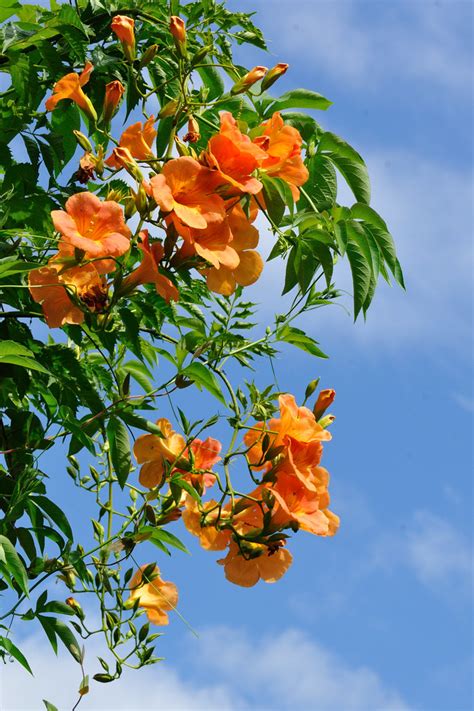 ノウゼンカズラ Campsis grandiflora ノウゼンカズラ凌霄花 ノウゼンカズラ科 in my Flickr