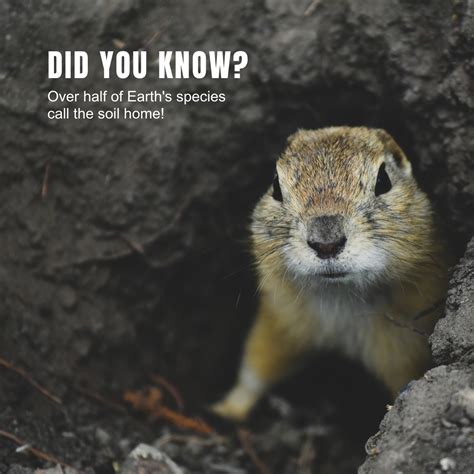 Did You Know That Over Half Of Gopher State One Call