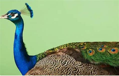 The Dunning Kruger Effect The Daily Blog Of Behavioral And Cognitive Economics