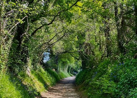 Halnaker Tree Tunnel Visit A Fairytale Tree Tunnel In England A Life Away