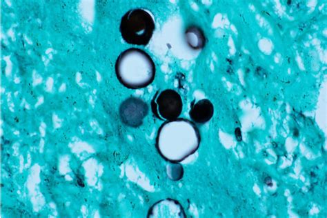 40 Facts About Clairo