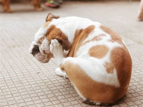 Alergia En Perros Síntomas Causas Tratamientos Y Prevención