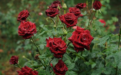 Java Opencv Threshold With Mask In Circle Shape Stack Overflow